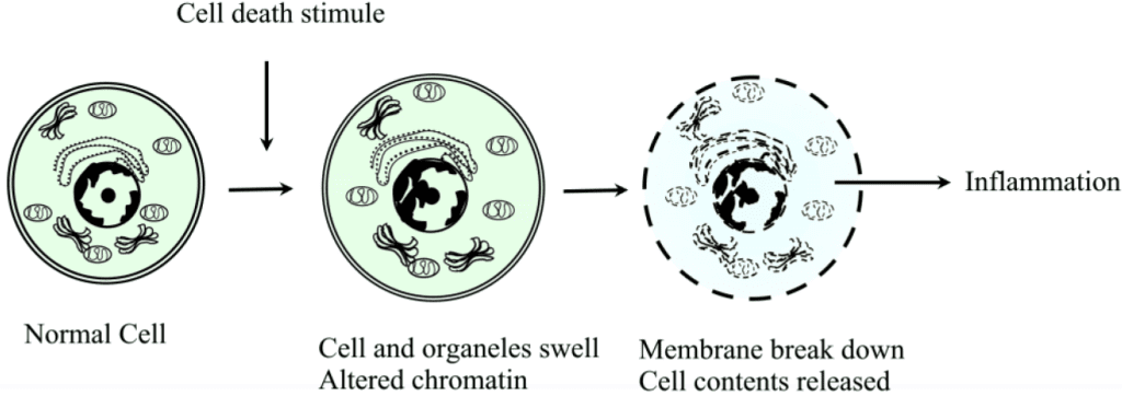 Nécrose, mort cellulaire : Types & causes | Medicalis Encyclopædia