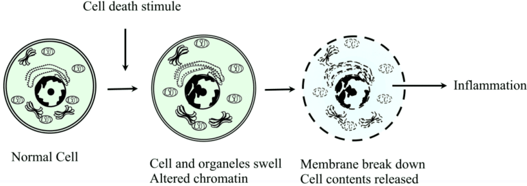 Nécrose, mort cellulaire : Types & causes | Medicalis Encyclopædia